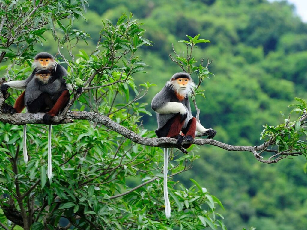 12 Days | Vietnam Primate Photography Tour - Viet Wildlife Trips